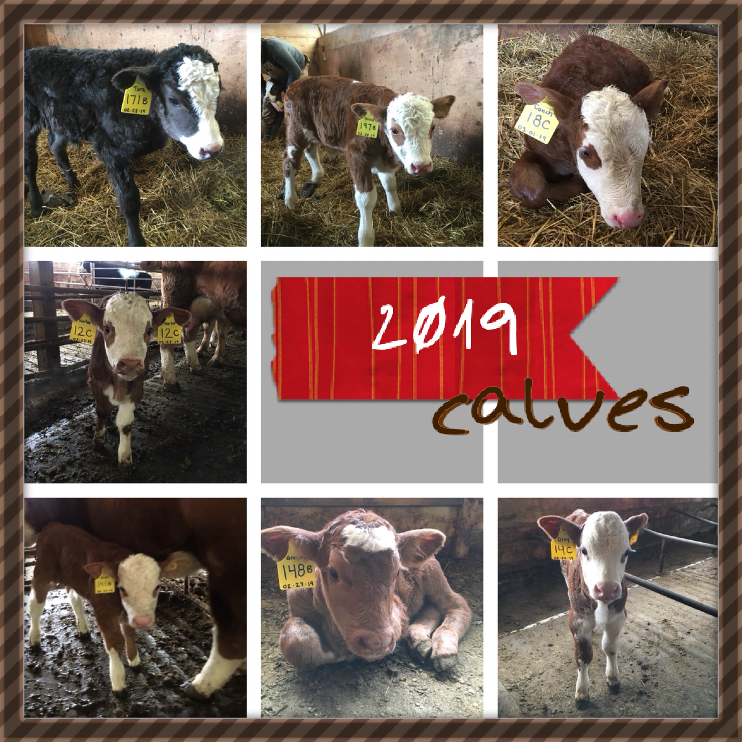 Spring Calves | Houwer Beef